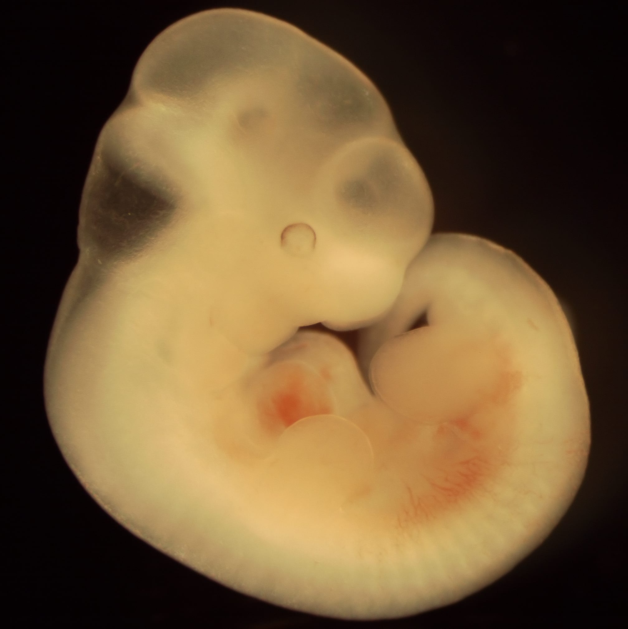 Scientists Experiment By Creating Animal Embryos And Adding Human DNA Scientists Experiment By Creating Animal Embryos And Adding Human DNA